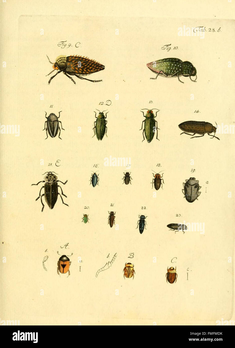 Tab 28b from 'Archiv der Insectengeschichte' presents detailed ...