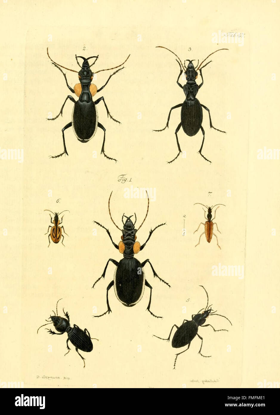 Tab. 47 from 'Archiv der Insectengeschichte' features insect species ...