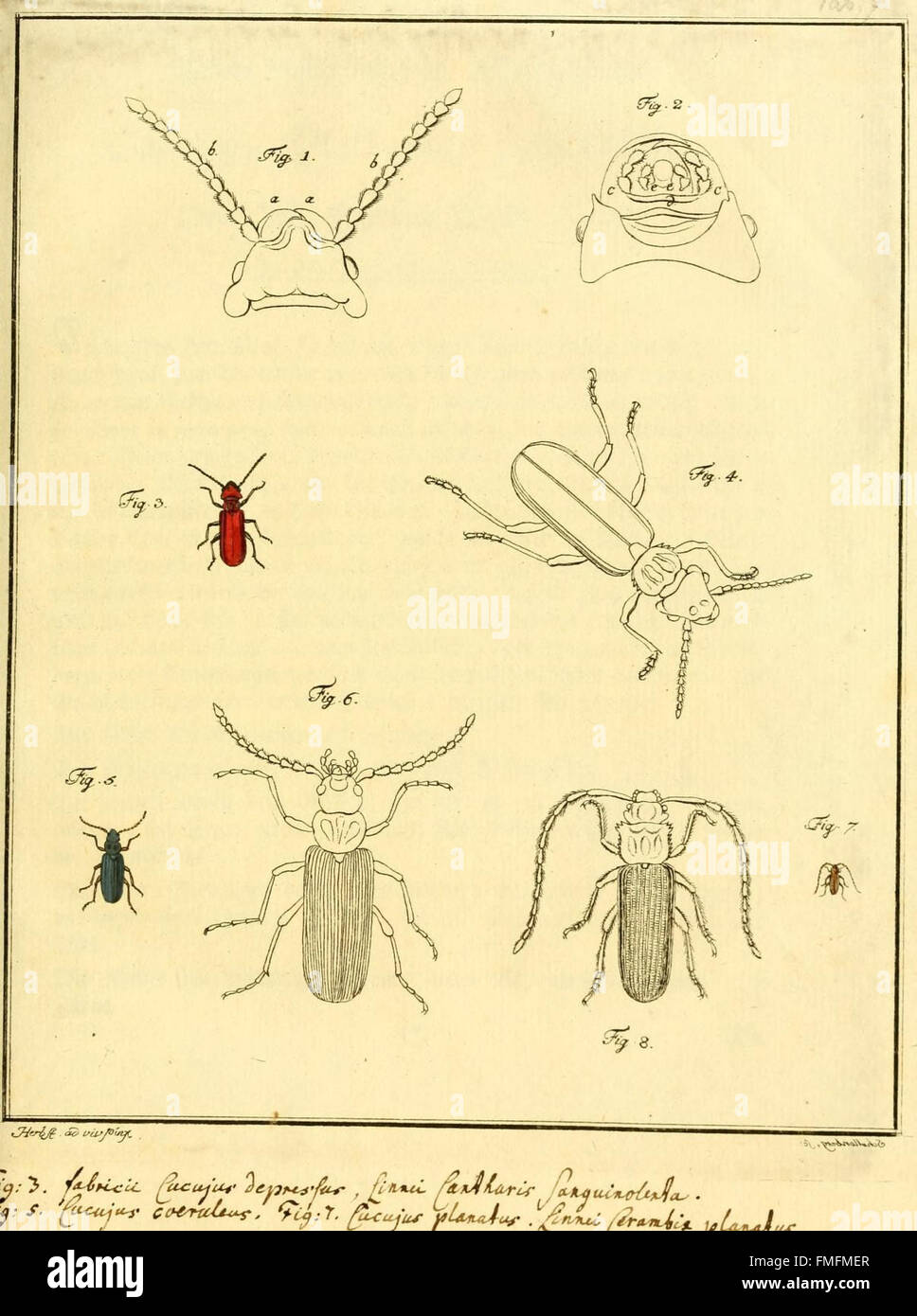Tab. VII of the 'Archiv der Insectengeschichte' provides detailed ...