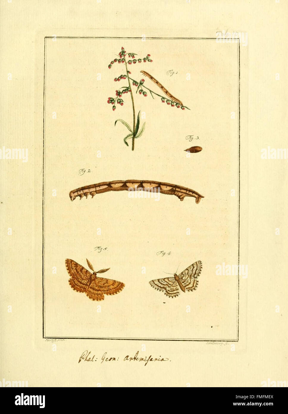 Archiv der Insectengeschichte is a historical publication dedicated to ...