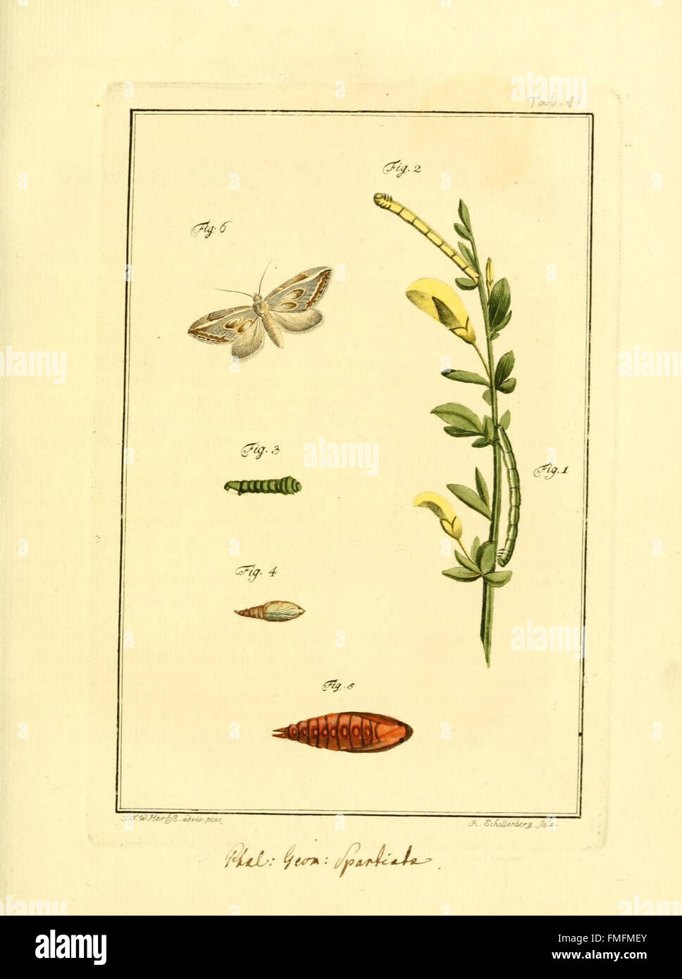 An insect history archive illustration showing various insect species ...