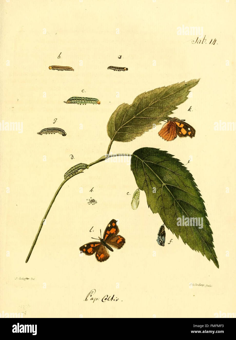 *Archiv der Insectengeschichte* (Tab. XIV) is a scientific journal ...