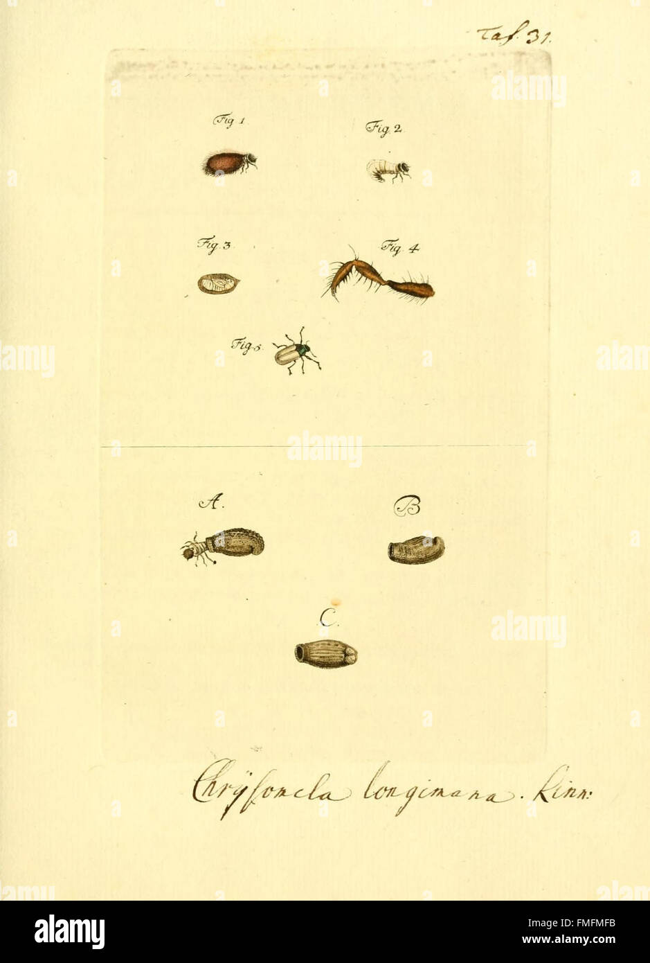 This plate from 'Archiv der Insectengeschichte' depicts various species ...