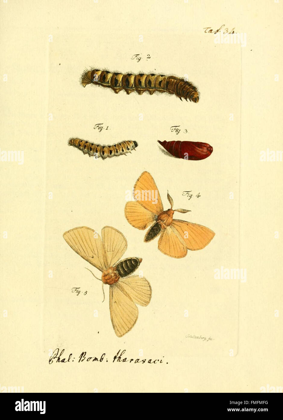 Plate 34 from the 'Archiv der Insectengeschichte' presents various ...