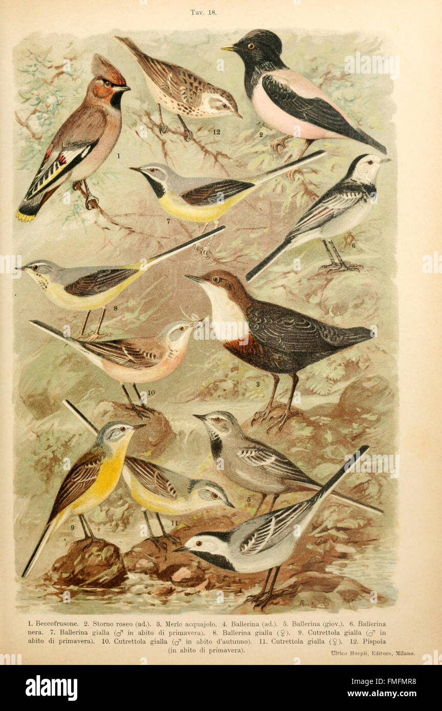 This illustration from 'Atlante Ornitologico' features a detailed ...