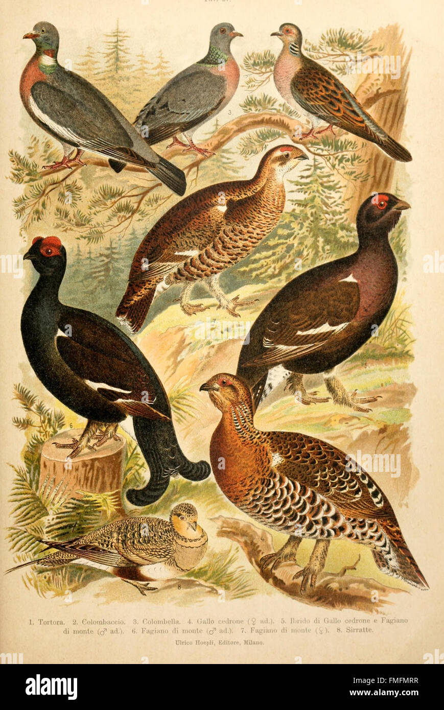 *Atlante Ornitologico* is an ornithological atlas featuring bird ...