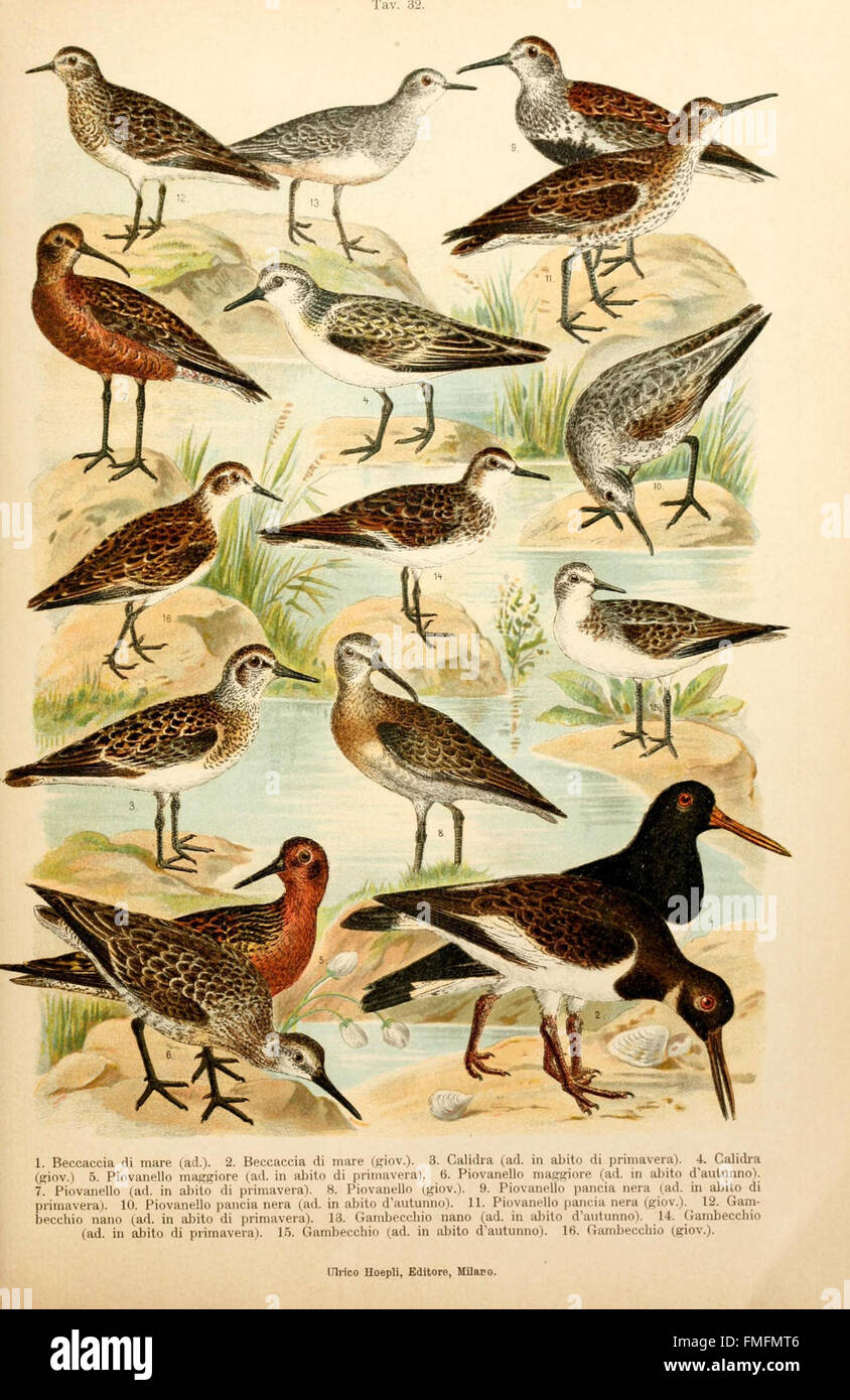 Tav. 32 from *Atlante ornitologico* displays various bird species from ...