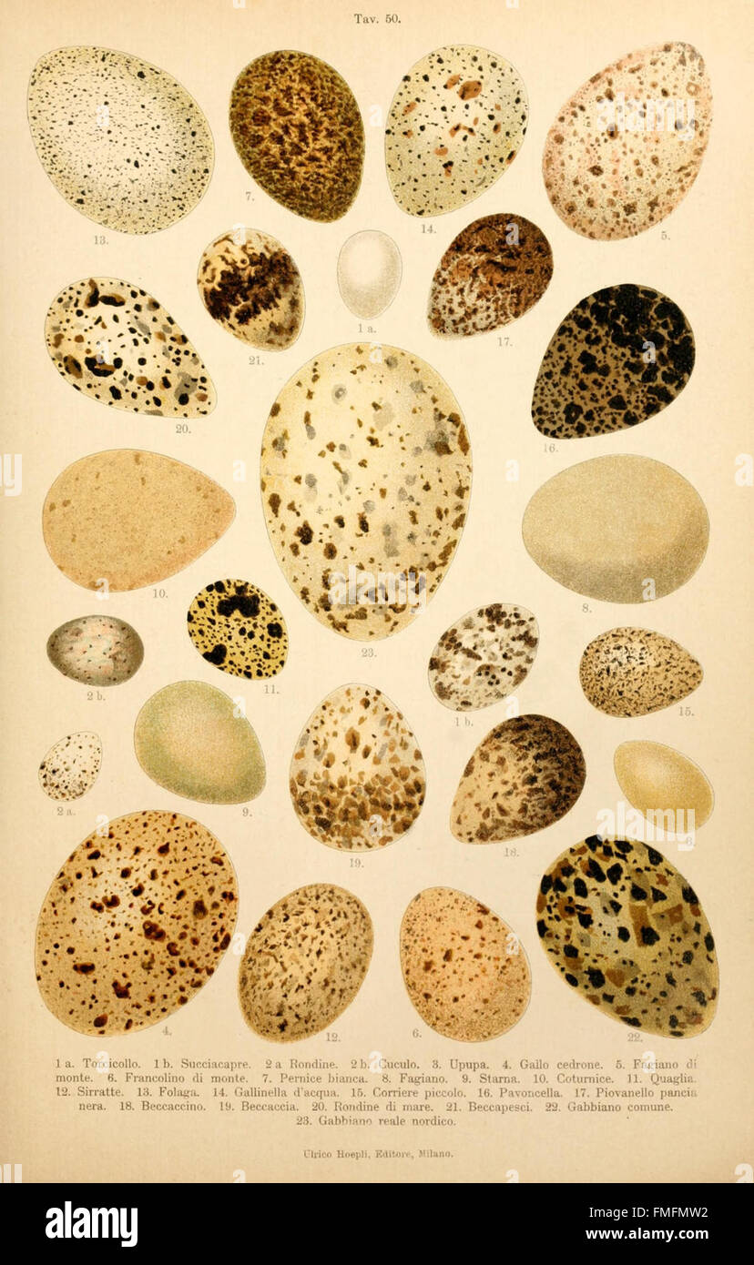 'Atlante Ornitologico' (Tav. 50) presents an ornithological atlas that ...