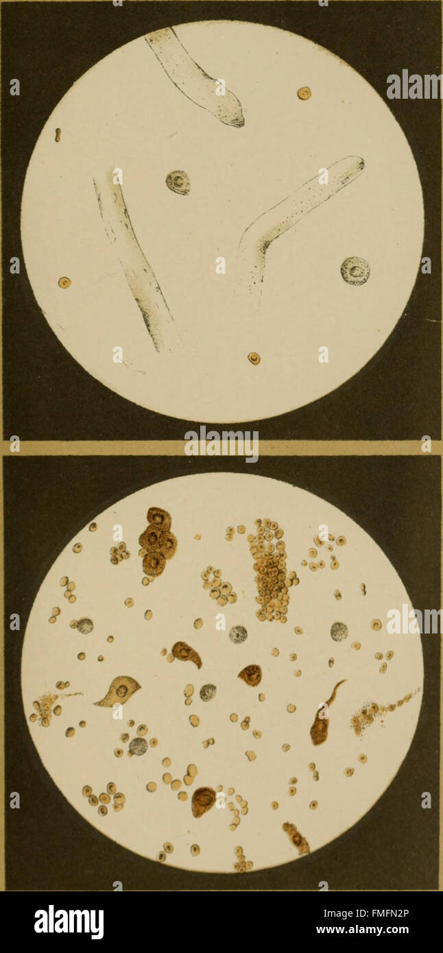 This 1871 atlas provides detailed illustrations and descriptions of ...
