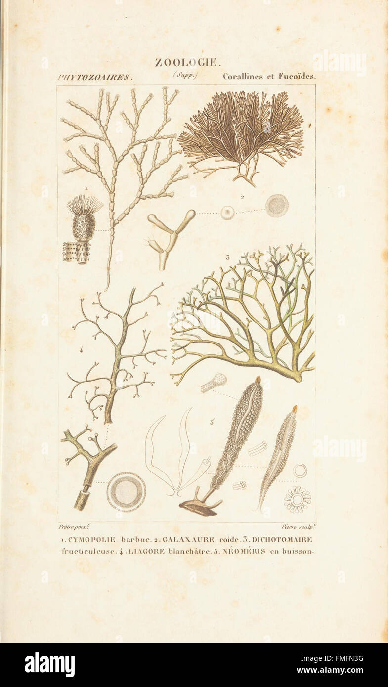 Atlas de zoologie (Pl. 100 Stock Photo - Alamy