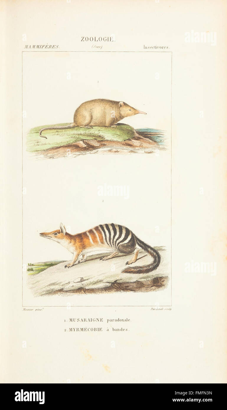 Atlas de zoologie hi-res stock photography and images - Alamy