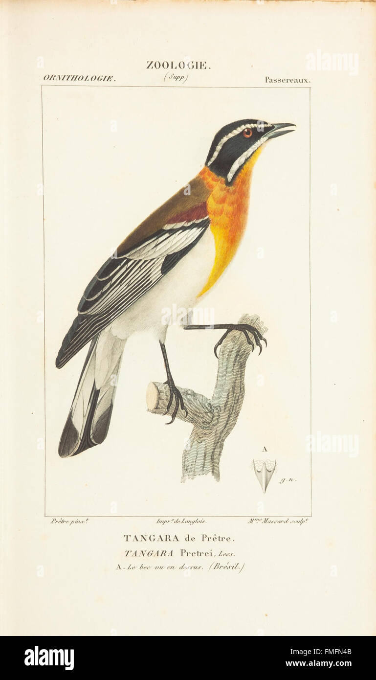 An illustration from the 'Atlas de Zoologie' (Plate 26), depicting ...
