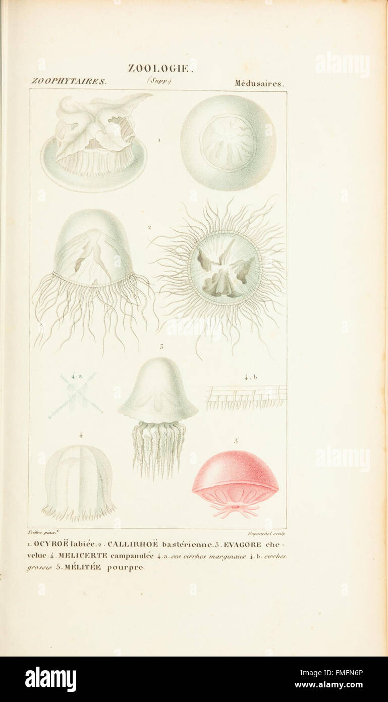 Atlas de zoologie hi-res stock photography and images - Alamy
