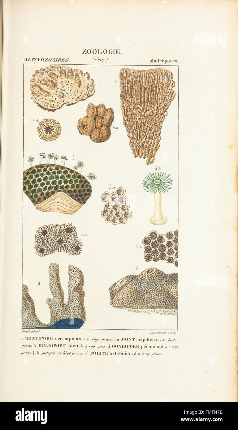 Atlas de zoologie (Pl. 88 Stock Photo - Alamy