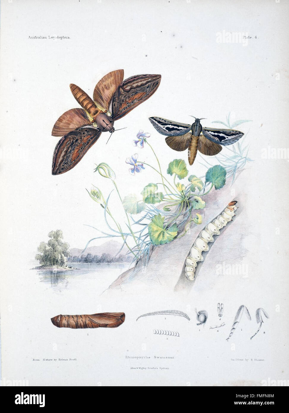 Australian lepidoptera transformations hi-res stock photography and images - Alamy