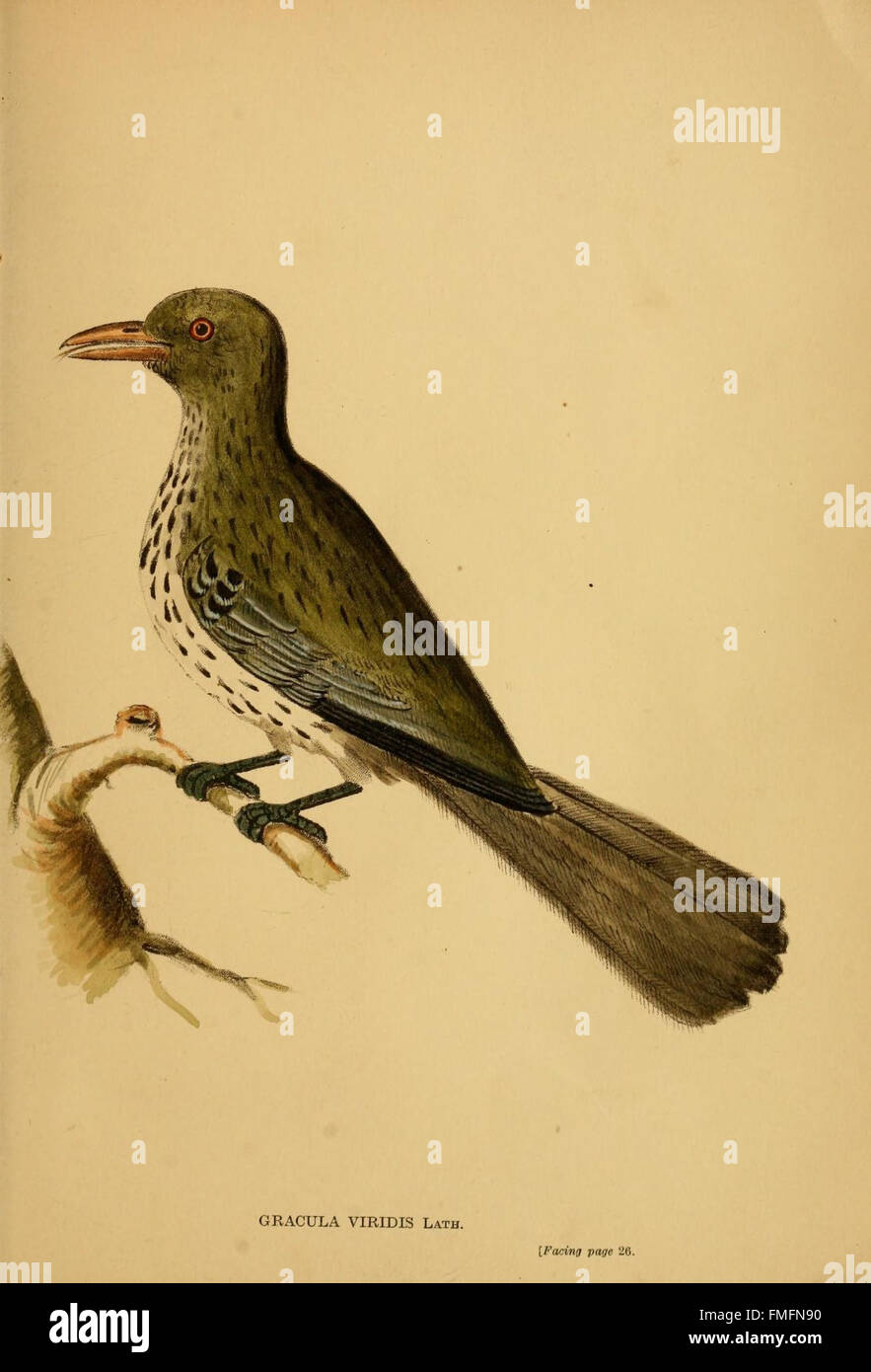 Austral avian record hi-res stock photography and images - Alamy