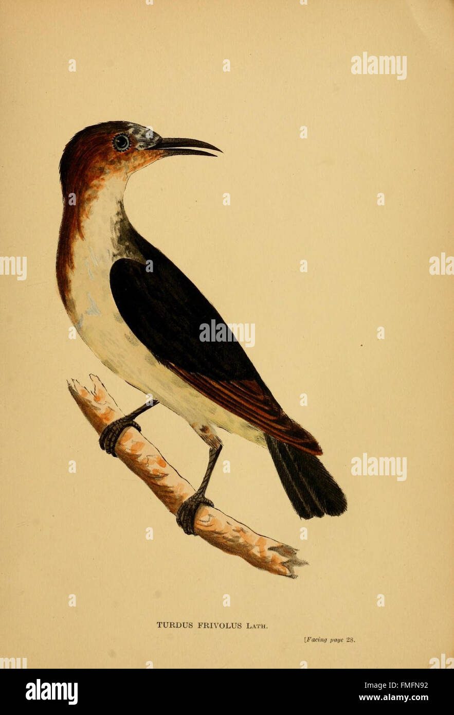 *Austral Avian Record* is a periodical documenting the bird species of ...