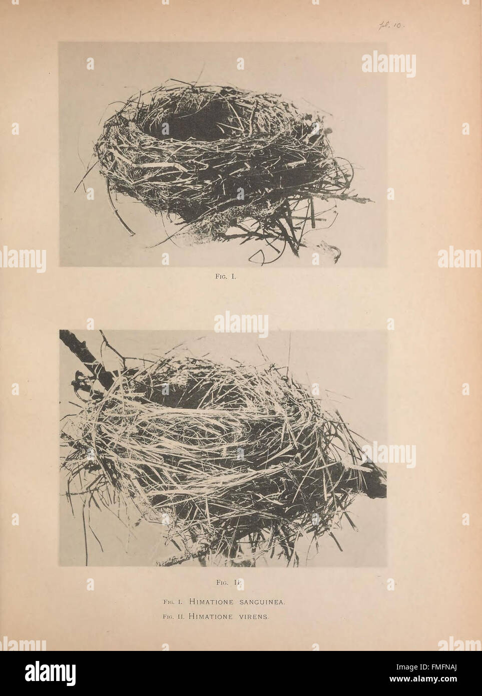 Plate 10 from 'Aves Hawaiienses' depicts native Hawaiian bird species ...