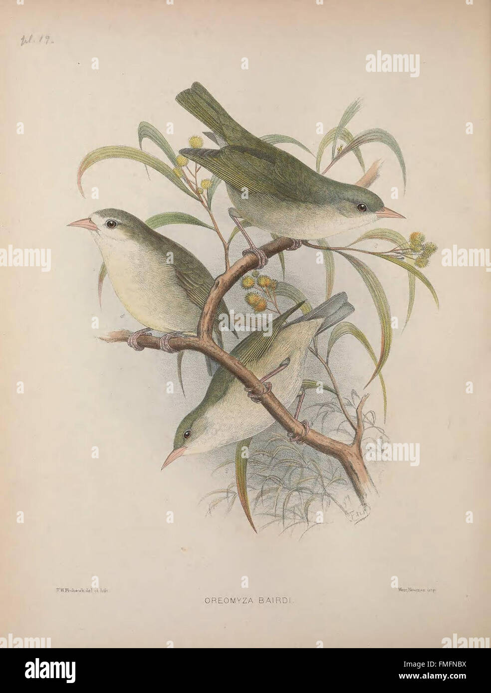 Plate 19 from 'Aves Hawaiienses' illustrates Hawaiian bird species ...