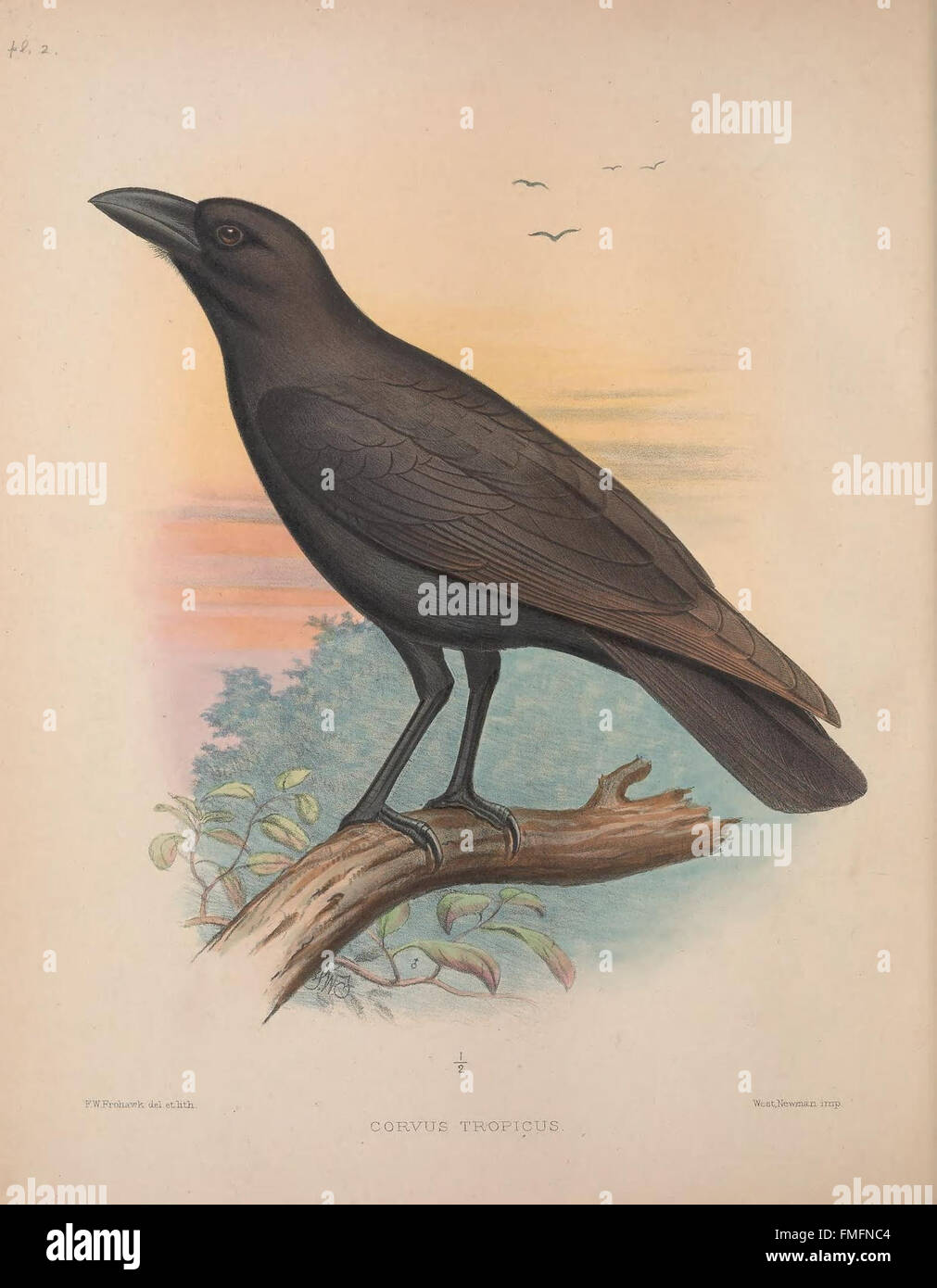 Plate 2 from 'Aves Hawaiienses' illustrates native Hawaiian bird ...