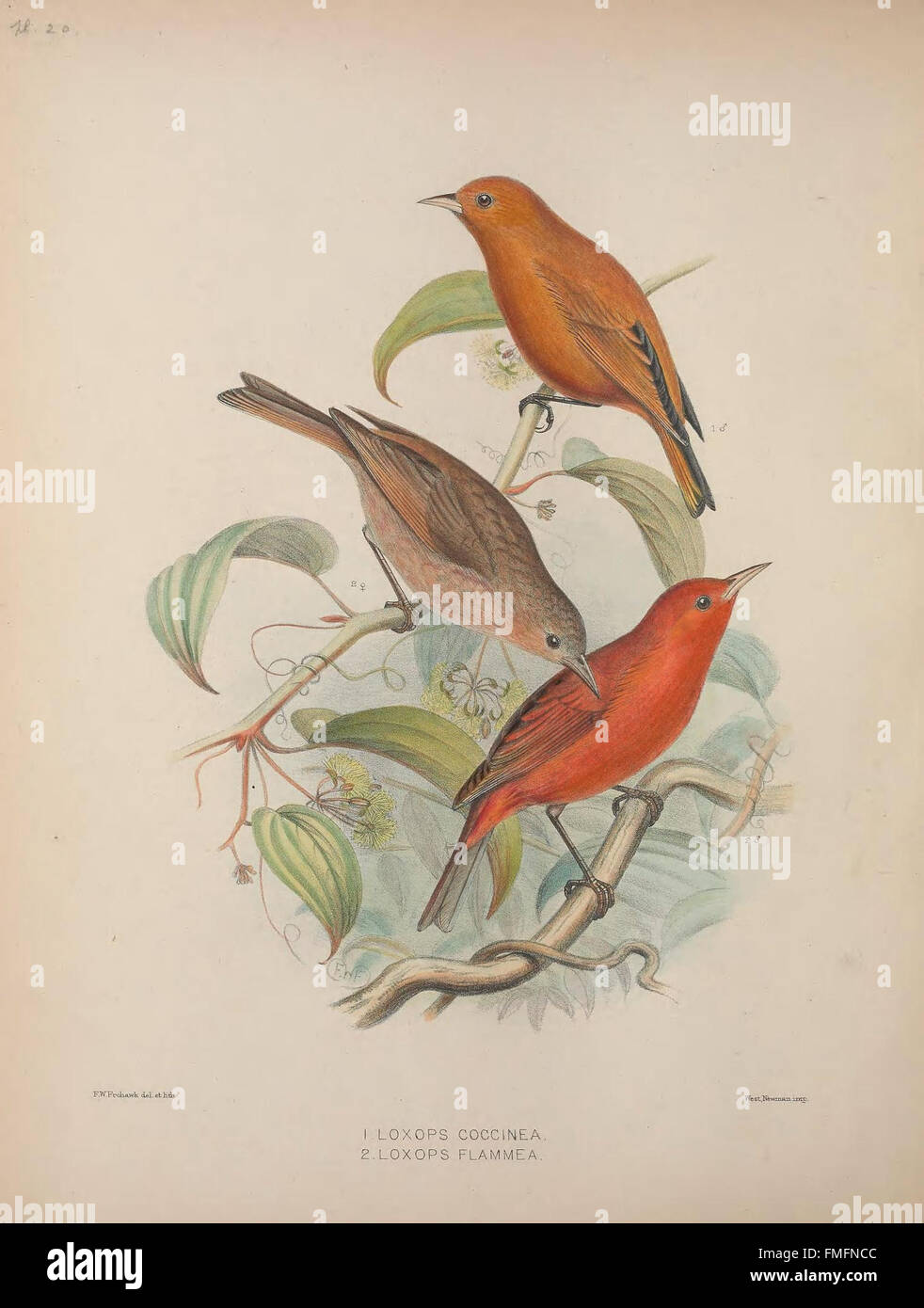 Plate 20 from 'Aves Hawaiienses' illustrates native Hawaiian bird ...