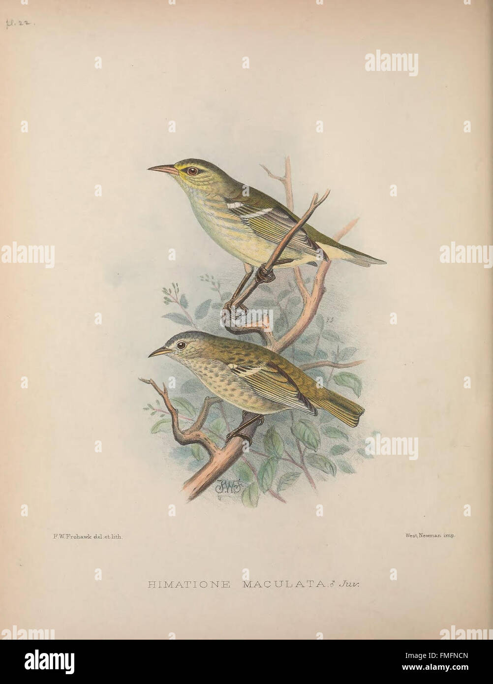 'Aves Hawaiienses' features an in-depth exploration of bird species ...