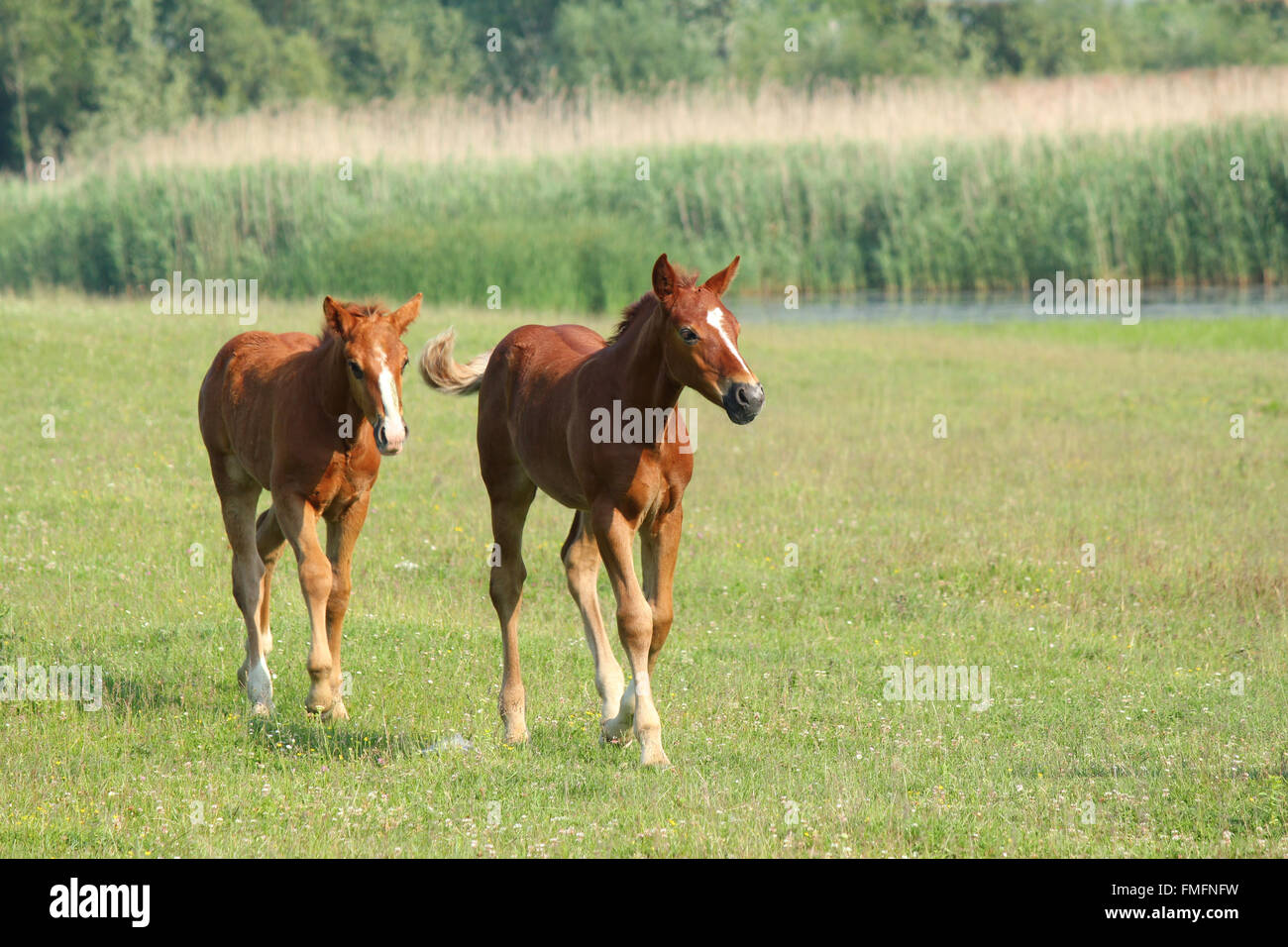 Foal running foals hi-res stock photography and images - Alamy