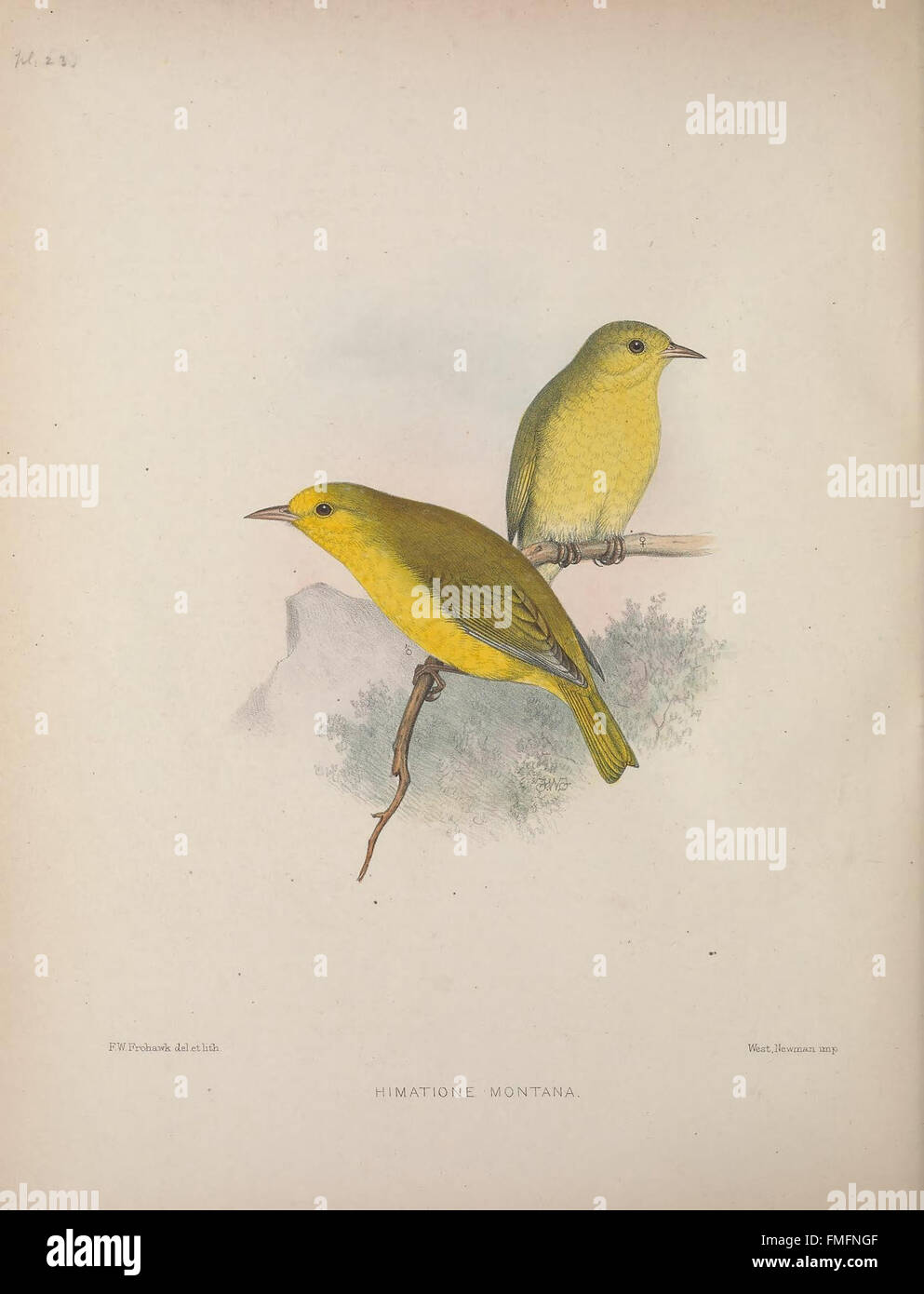 An illustration from *Aves Hawaiienses*, depicting a Hawaiian bird species and providing ...