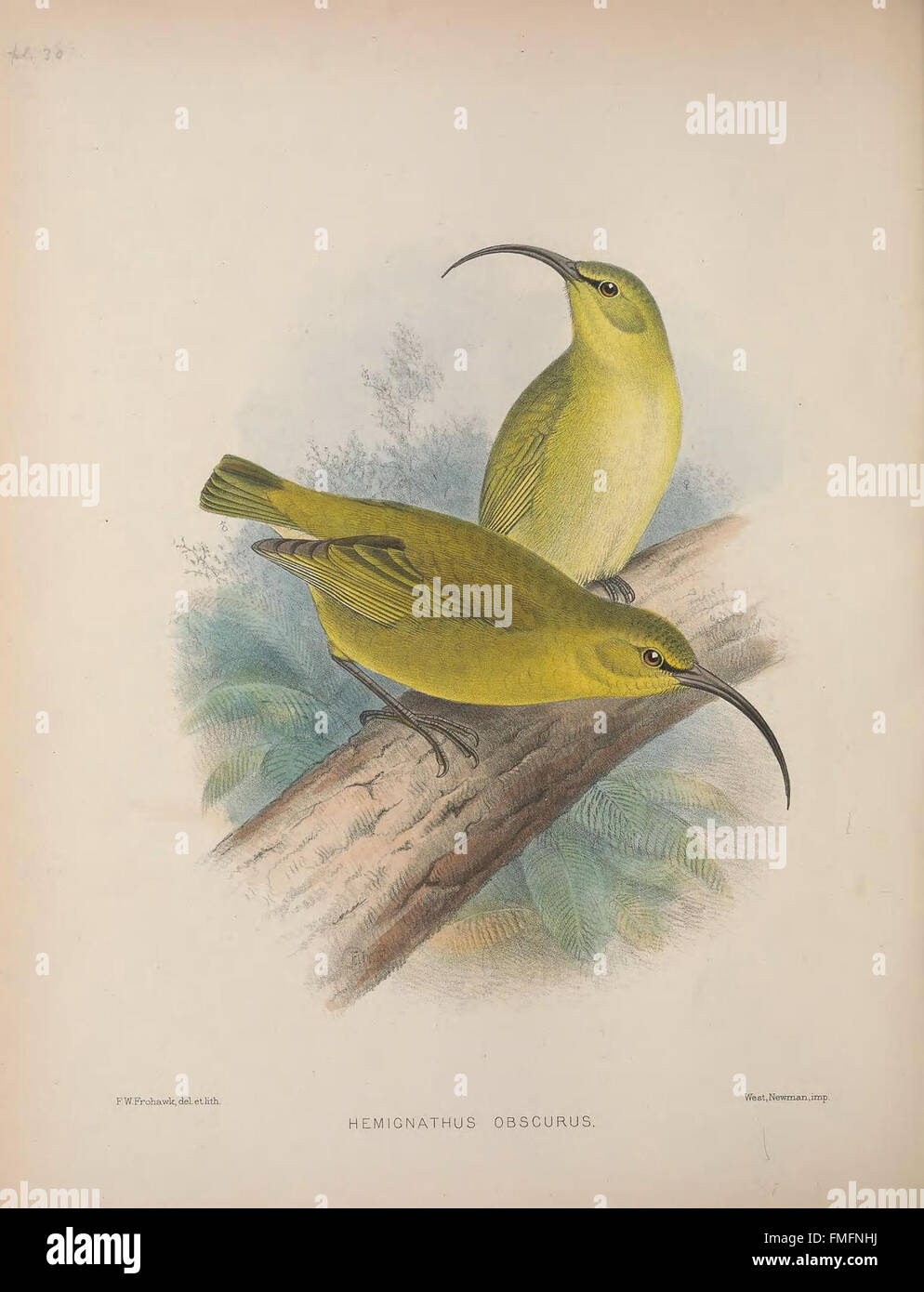 Plate 30 from 'Aves Hawaiienses' features a selection of native ...