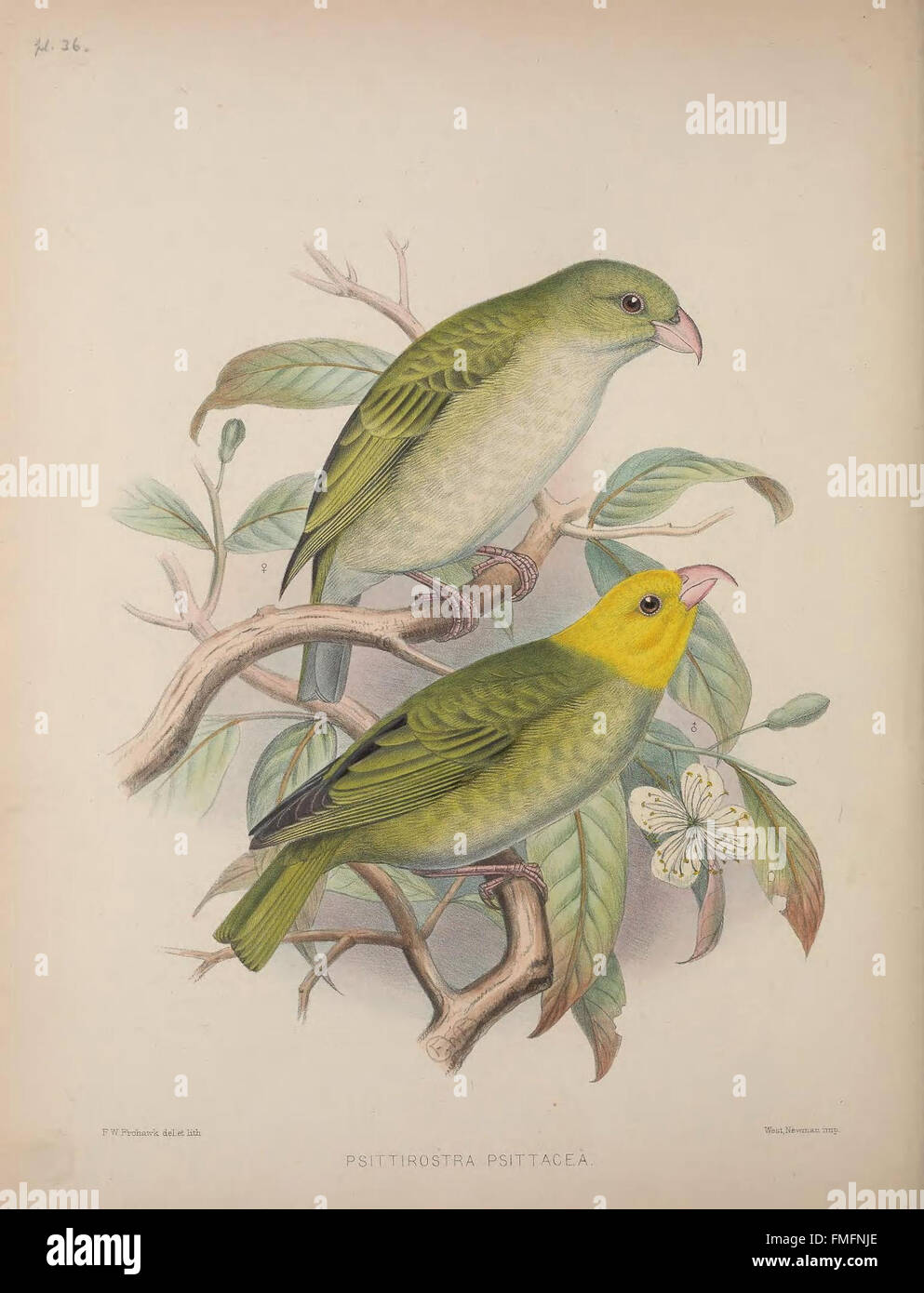 Aves Hawaiienses (Pl. 36) presents an illustration of native Hawaiian ...