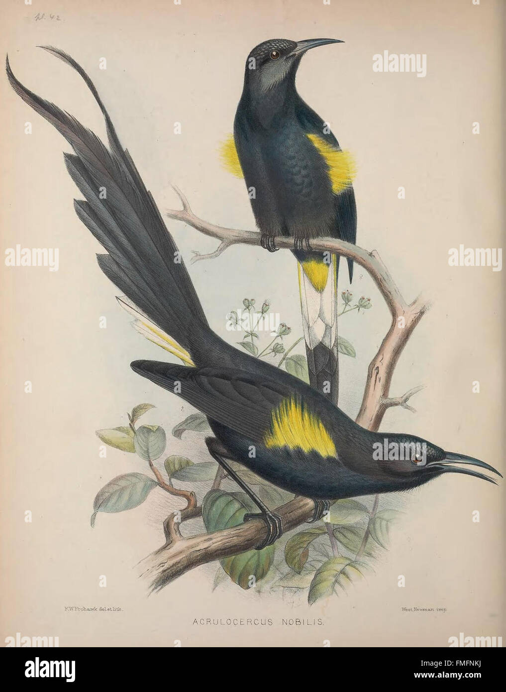 Plate 42 from 'Aves Hawaiienses' illustrates native Hawaiian bird ...