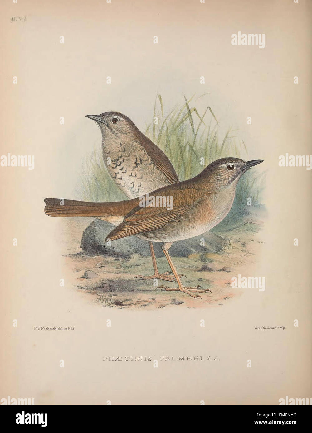 'Aves Hawaiienses' showcases the bird species native to Hawaii, with a ...