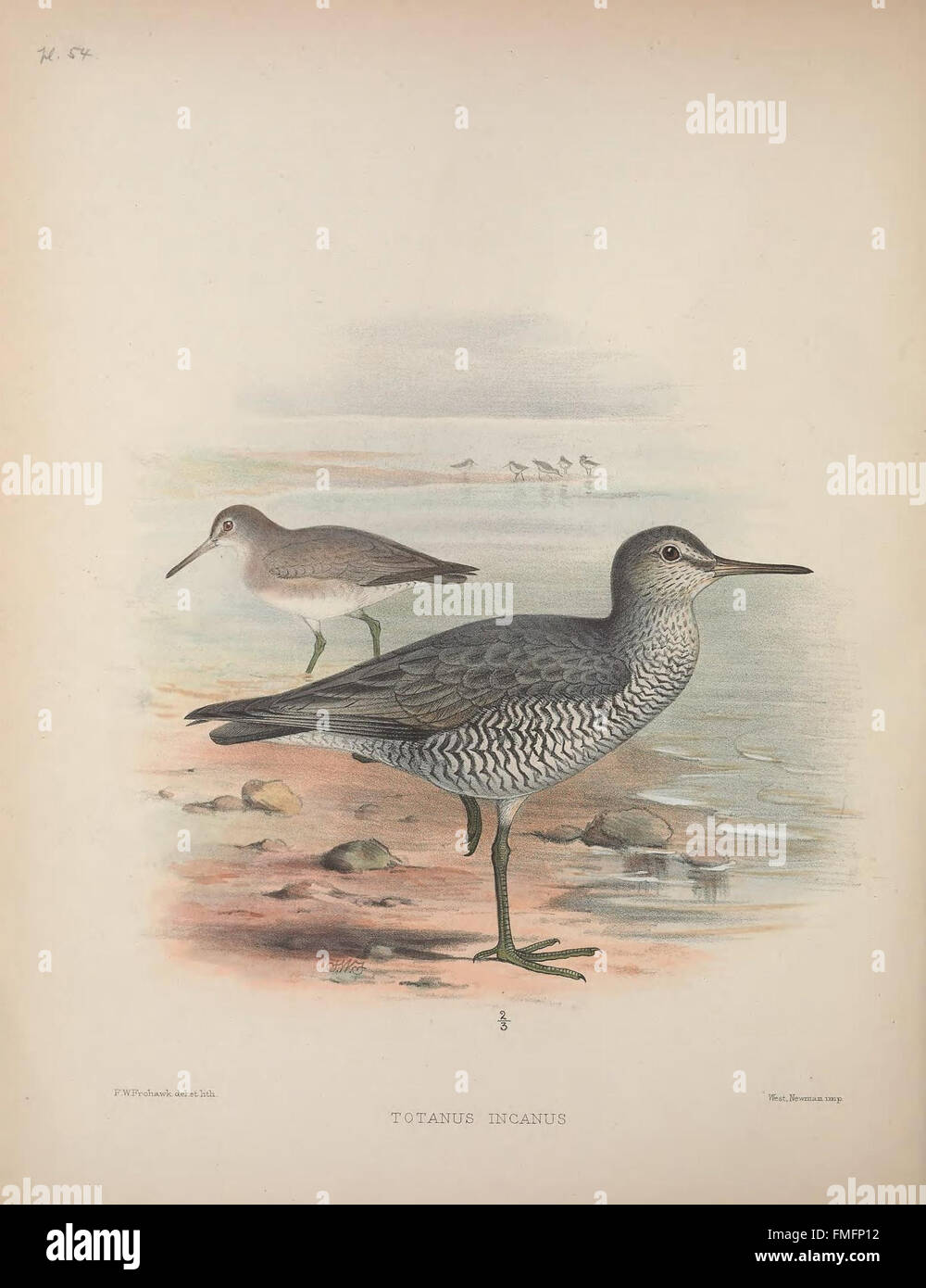 Plate 54 from *Aves Hawaiienses* illustrates native Hawaiian bird ...