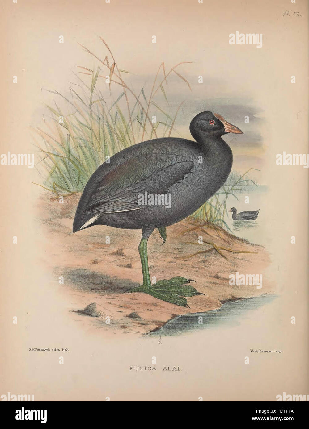 Plate 56 from 'Aves Hawaiienses' showcases native Hawaiian bird species ...