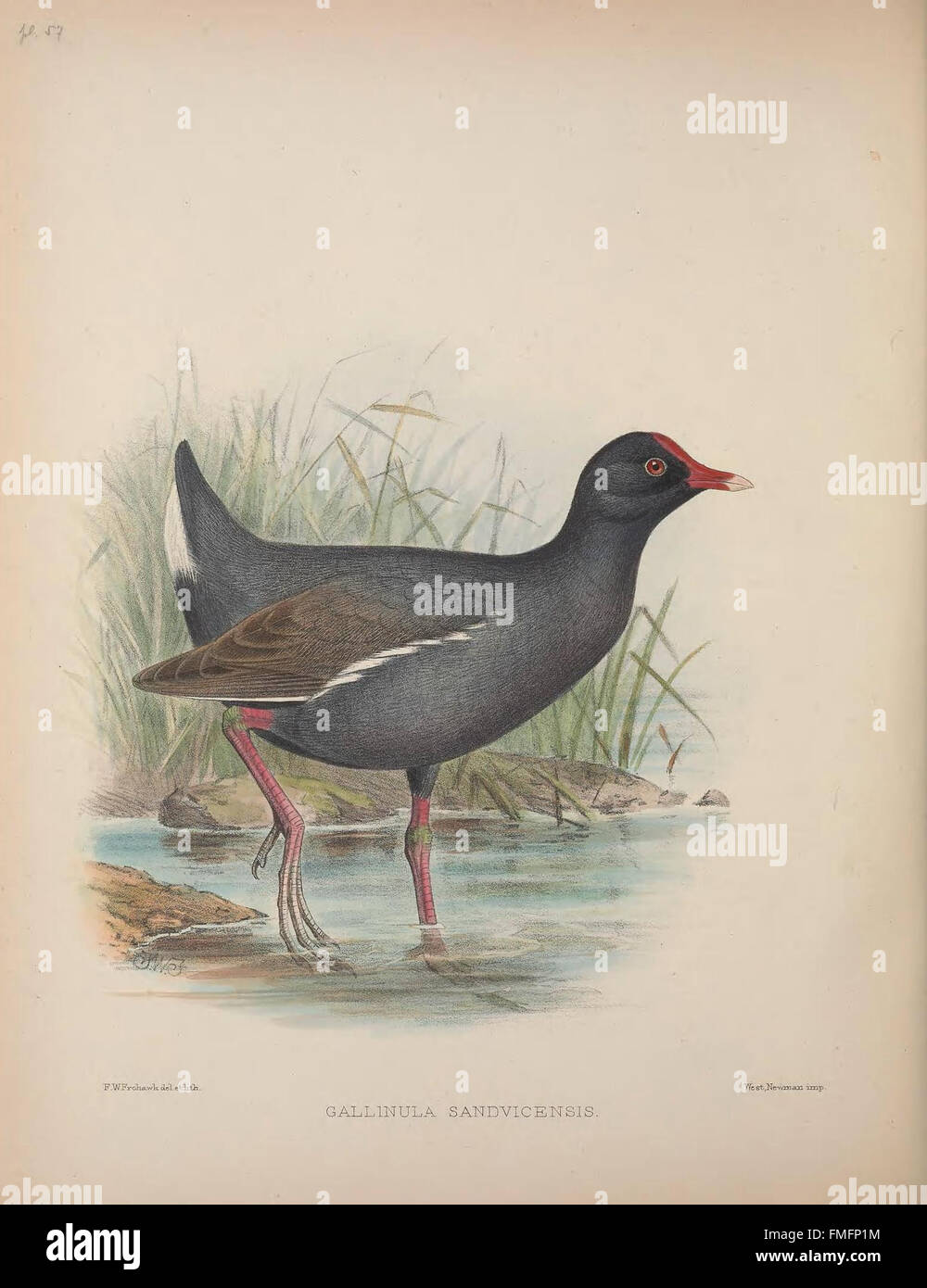 Aves hawaiienses hi-res stock photography and images - Alamy