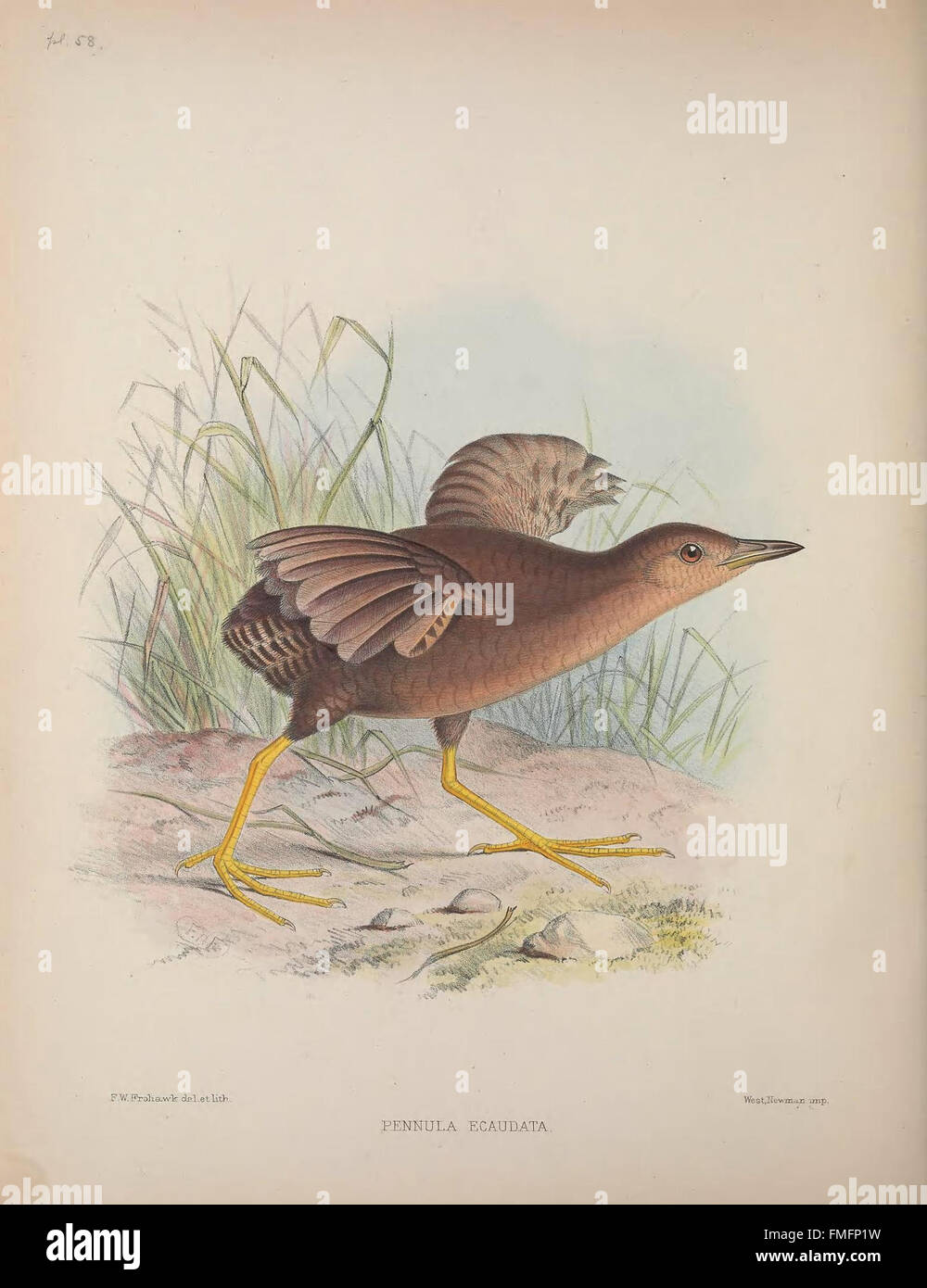'Aves Hawaiienses' (Pl. 58) showcases the avian species native to ...