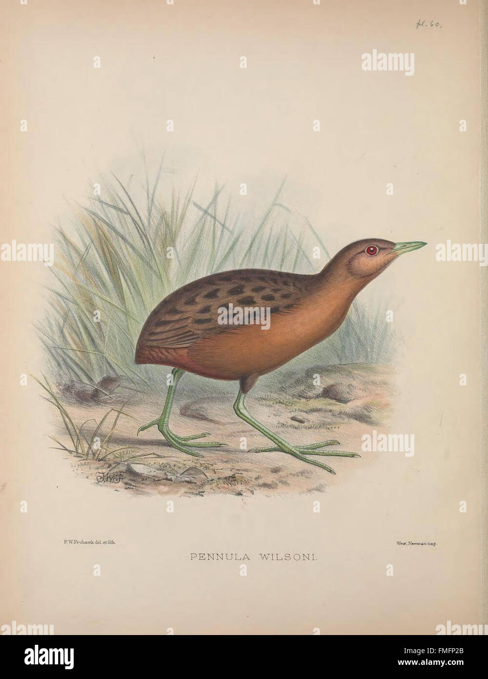 Plate 60 from 'Aves Hawaiienses' illustrates native bird species of ...
