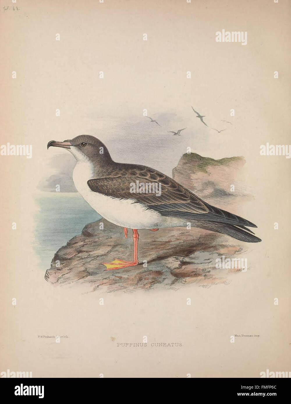 'Aves Hawaiienses' (Pl. 68) features illustrations of native Hawaiian ...