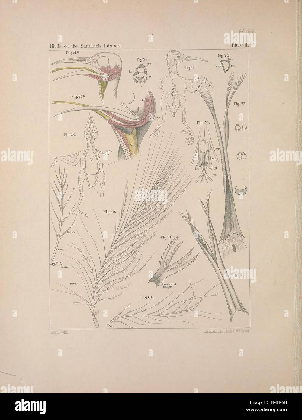 Plate 70 from 'Aves Hawaiienses' depicts native Hawaiian bird species ...