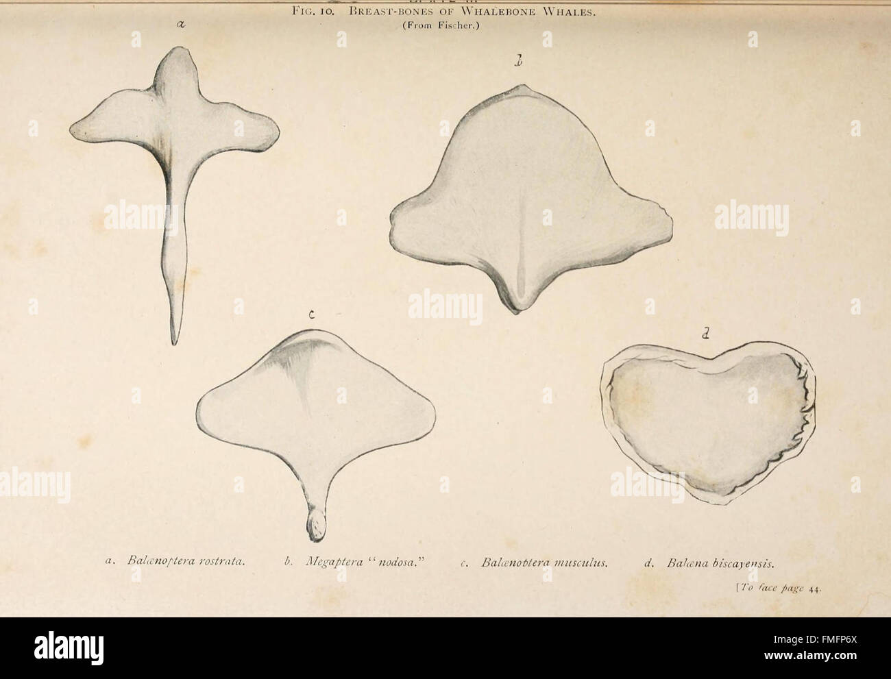 A book of whales (Fig. 10) depicts various species of whales, focusing ...