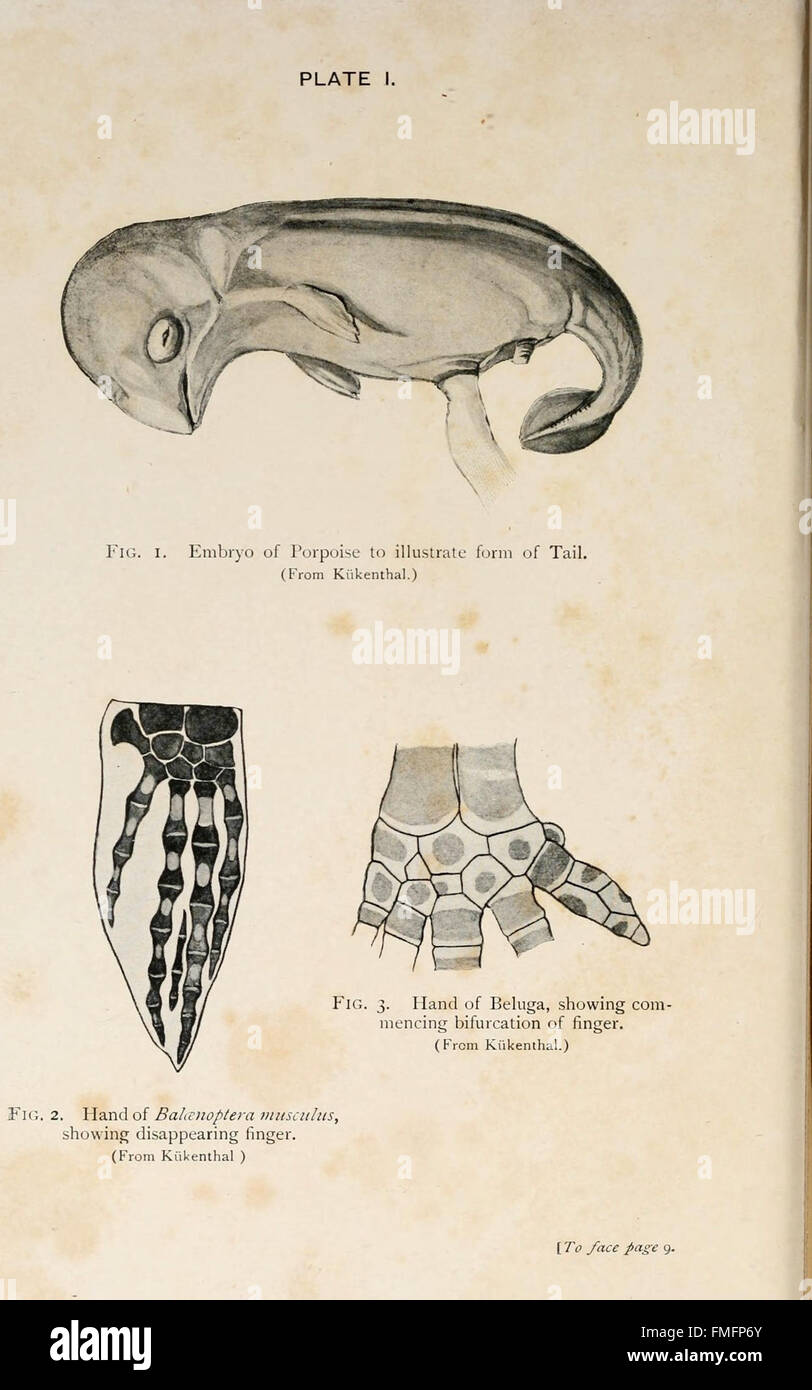 Plate I from 'A Book of Whales' illustrates various species of whales ...