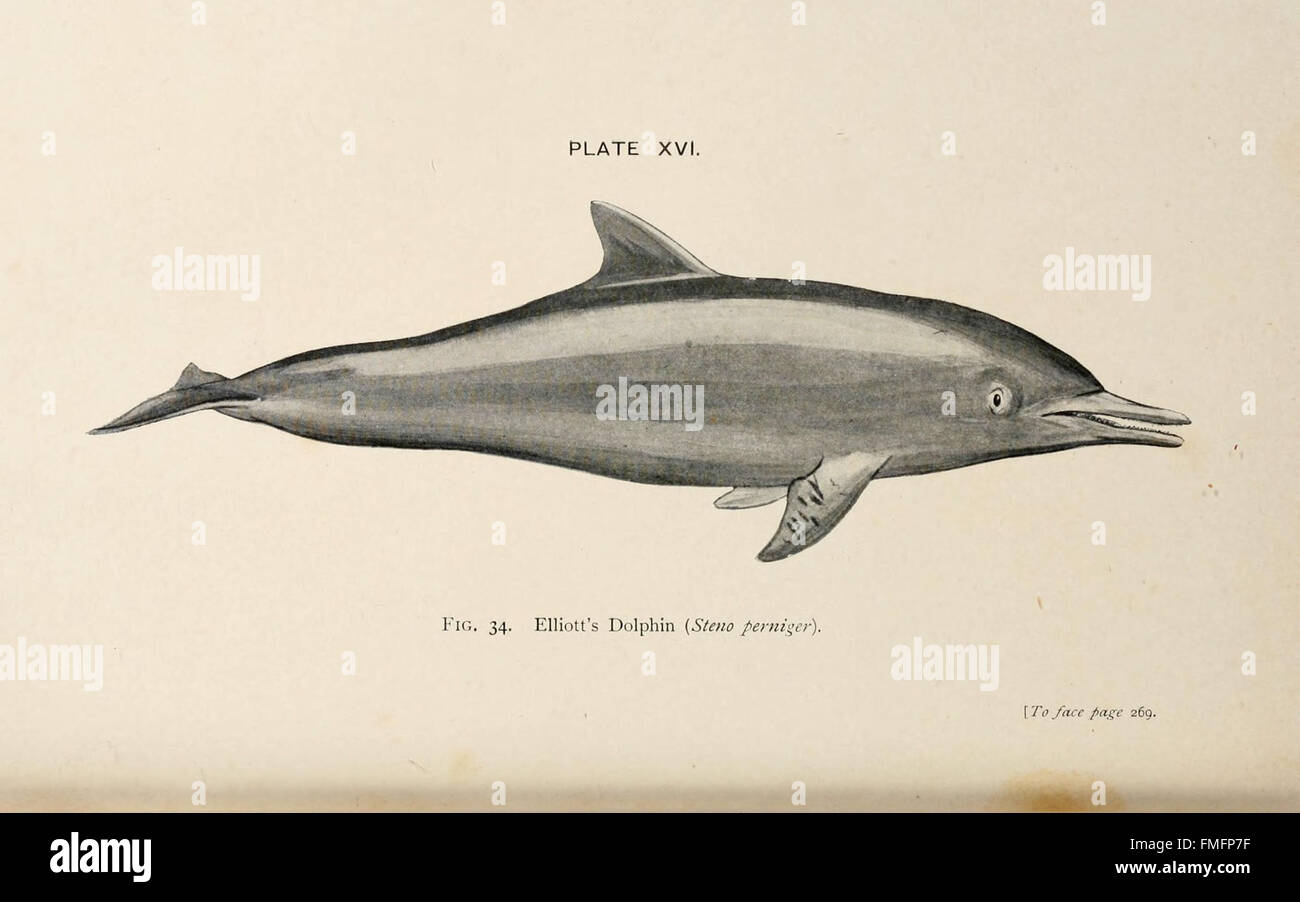 'A Book of Whales' (Plate XVI) presents detailed illustrations and ...