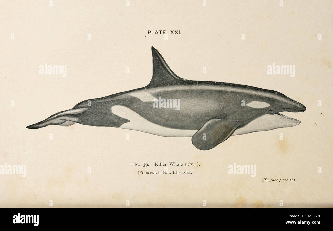 Whales map hi-res stock photography and images - Alamy