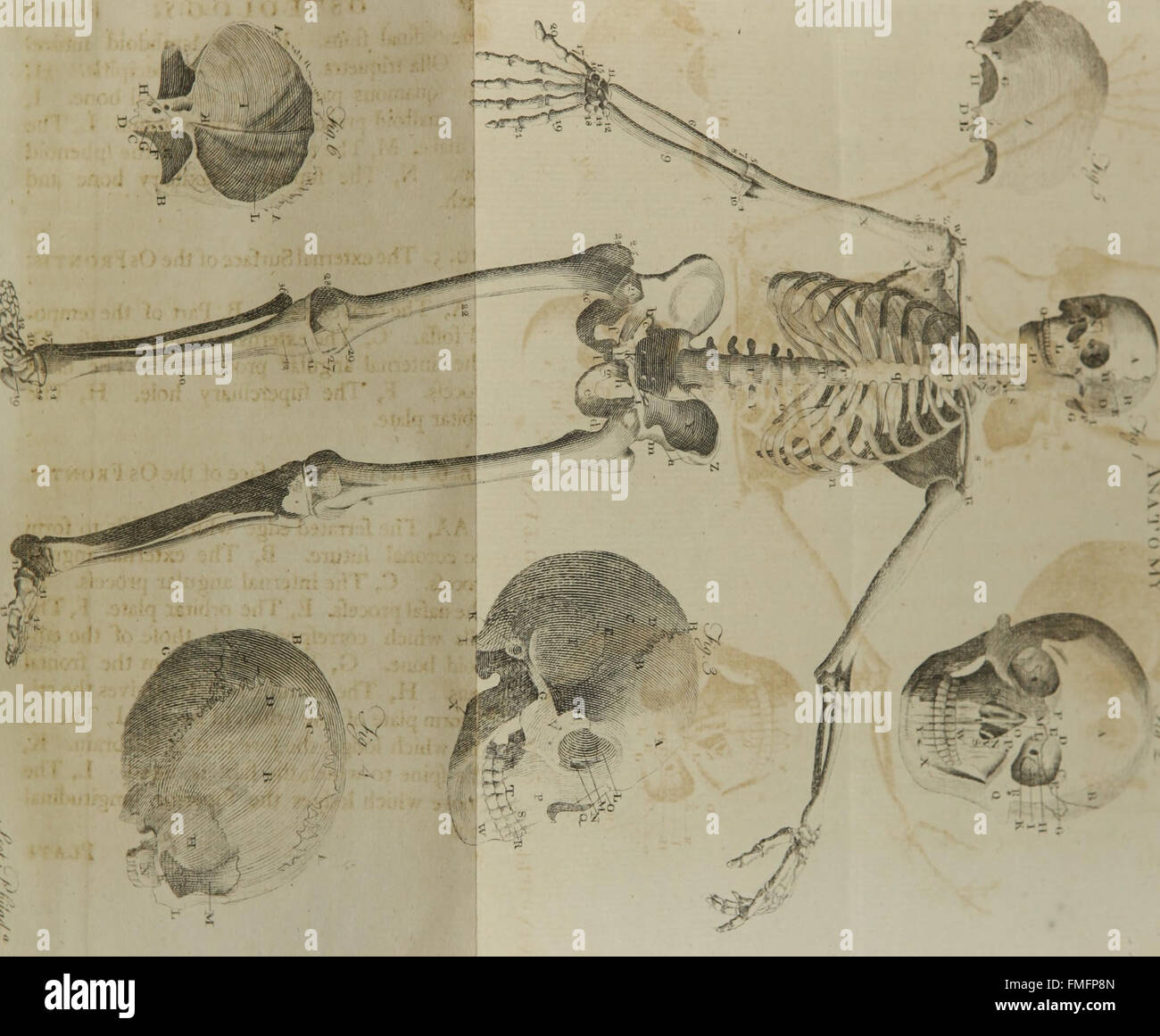 A 1792 work on human anatomy, offering a detailed, systematic breakdown ...