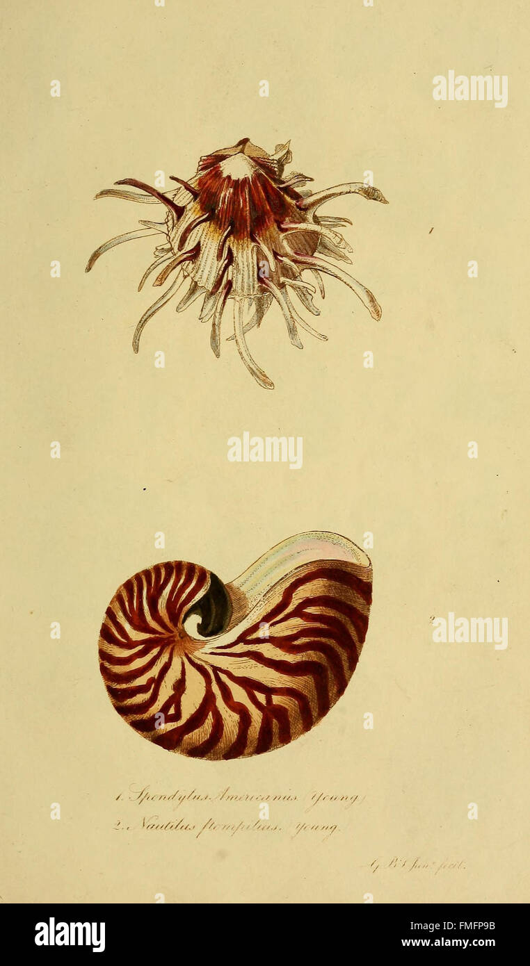 Figs. 1-2 from the first edition of 'A Conchological Manual' provide ...