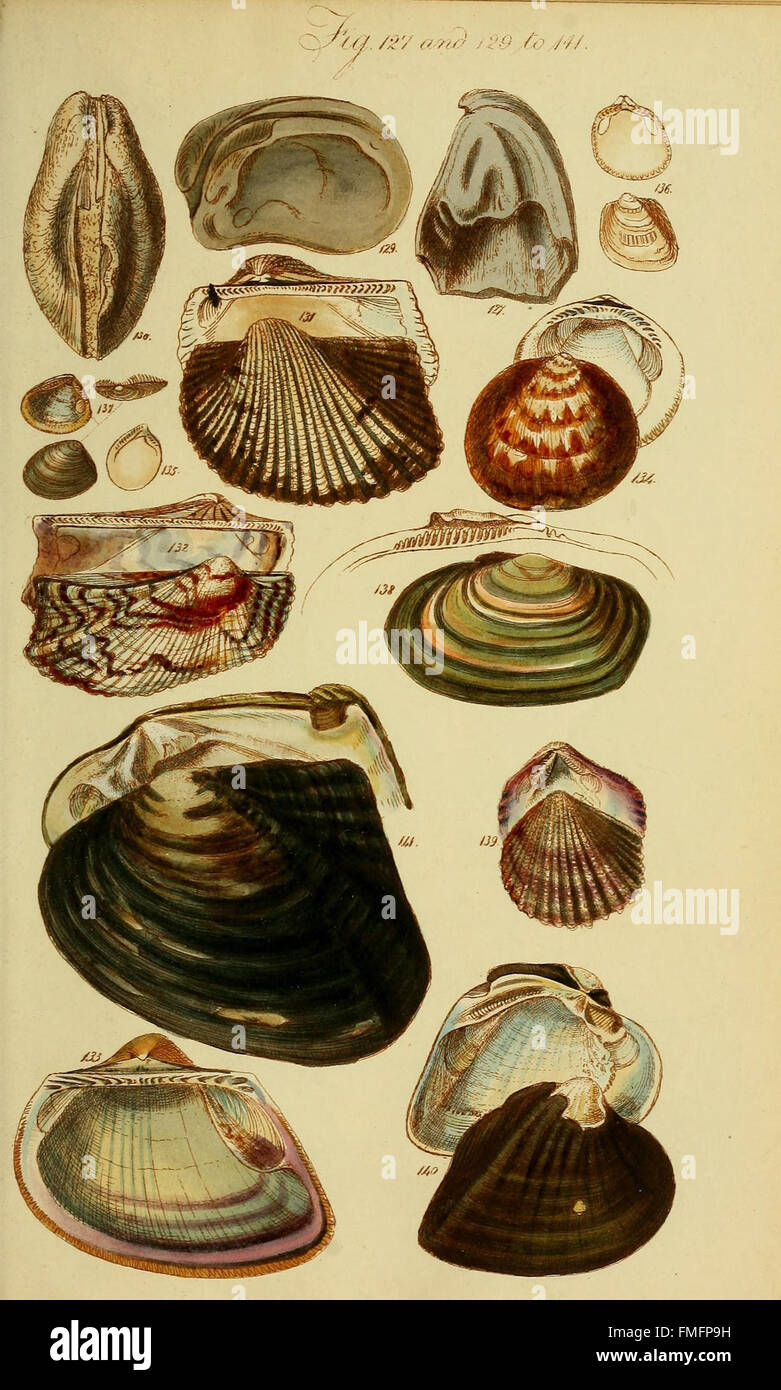 The 'Conchological Manual' First Edition includes illustrations of ...