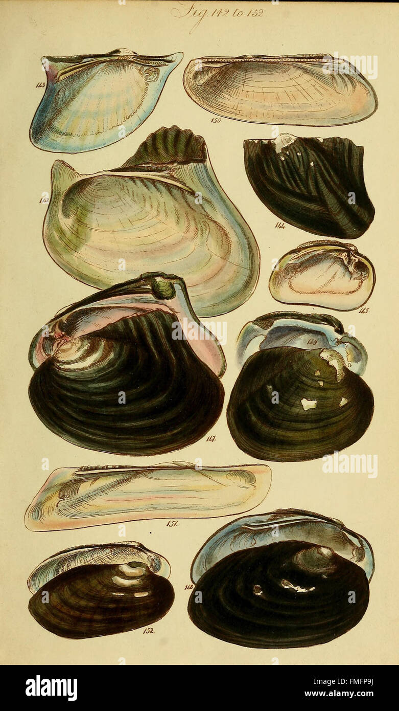 This Conchological Manual provides detailed illustrations and ...