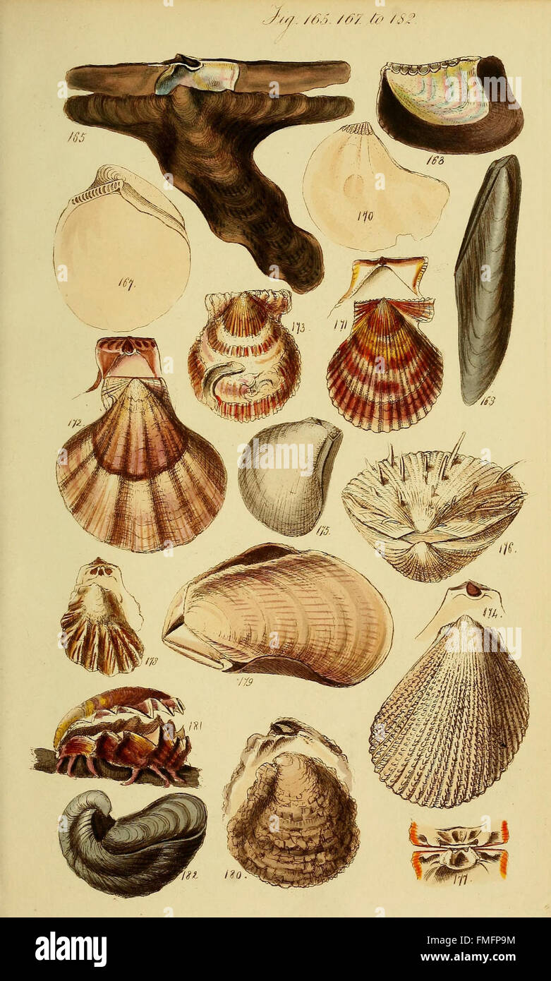 Detailed study of various mollusk shells hi-res stock photography and ...