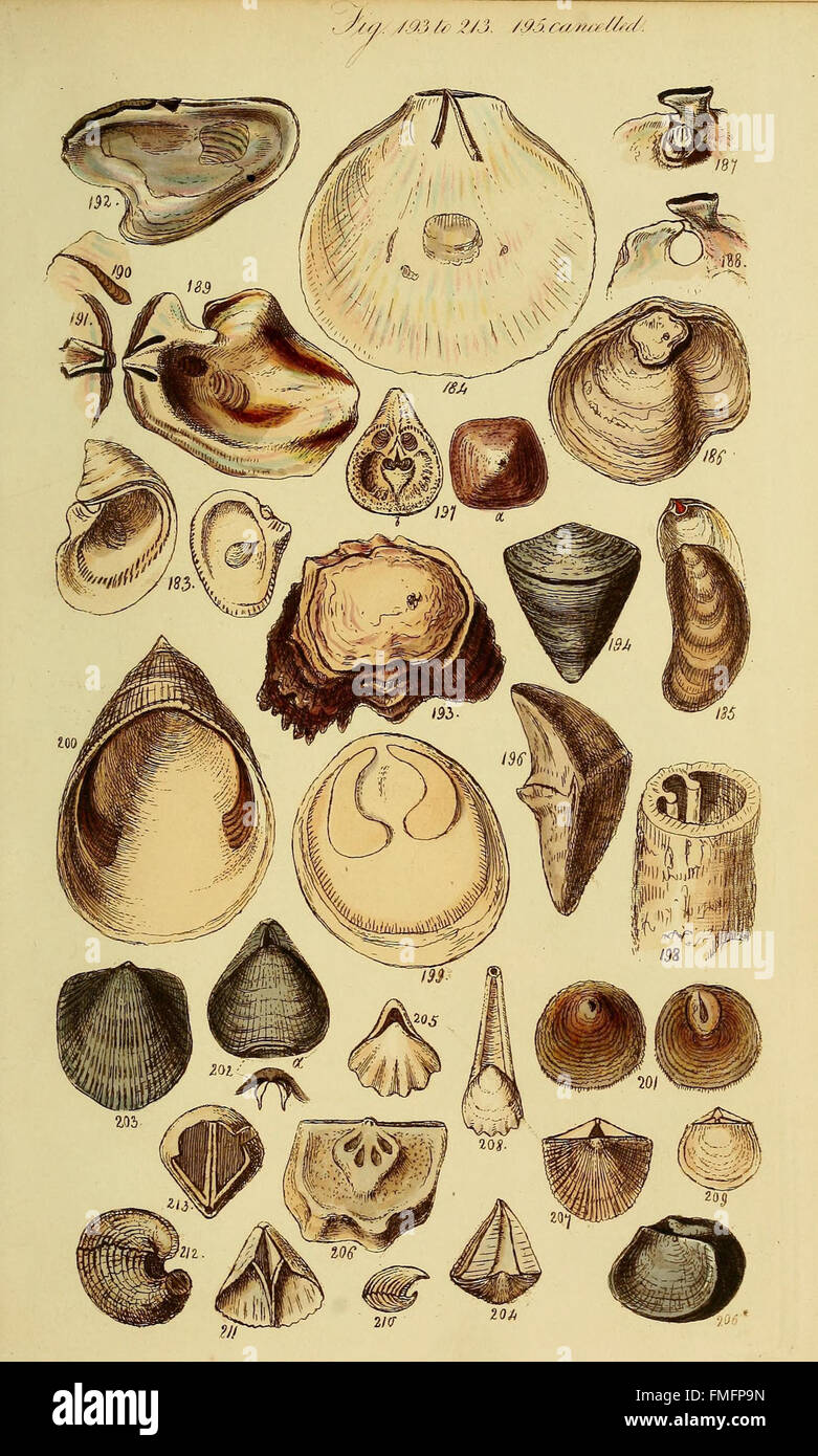 This first edition of 'A Conchological Manual' features detailed ...