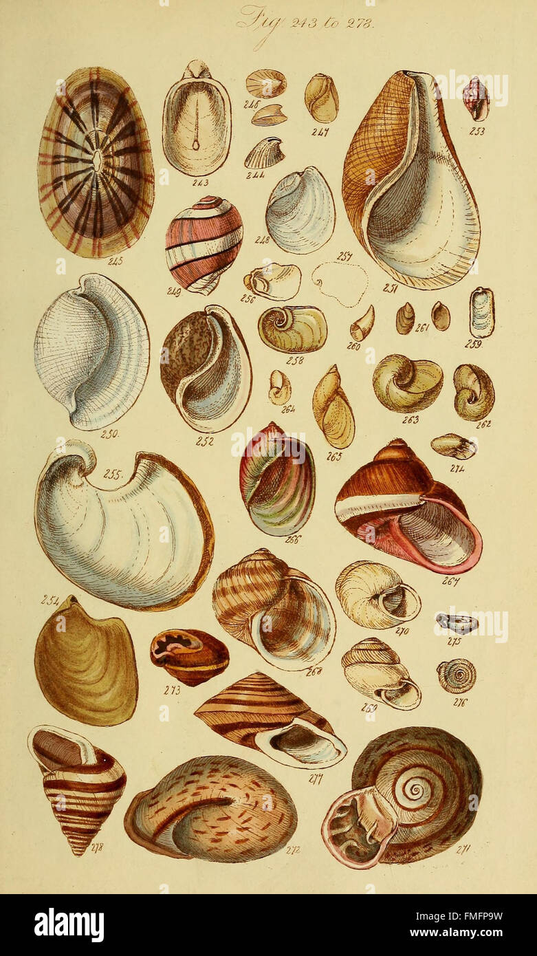 The first edition of 'A Conchological Manual' presents detailed ...